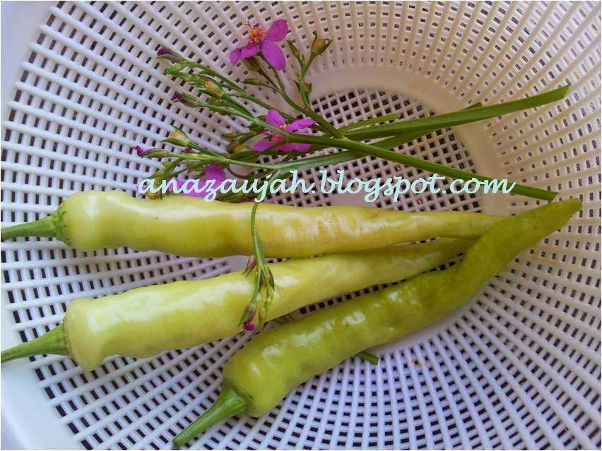 diari kebun~@na: Tanaman laman: Cili solok berbuah jugak…
