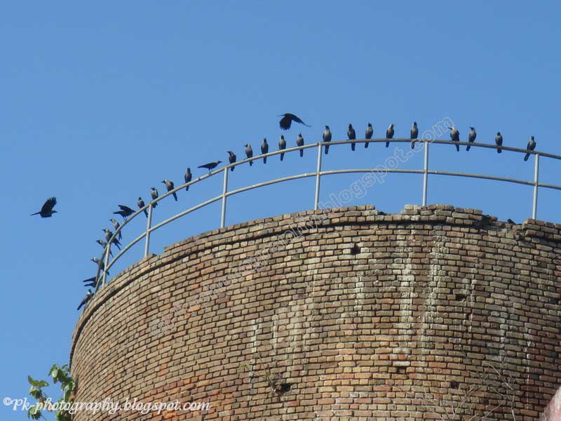 House Crow-Corvus splendens | Nature, Cultural, and Travel Photography Blog