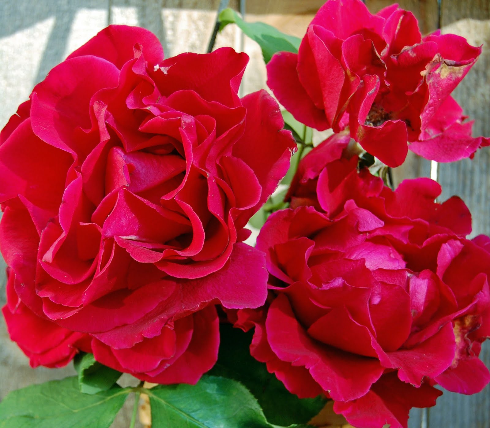 My Painted Garden: Red Roses to Thank You