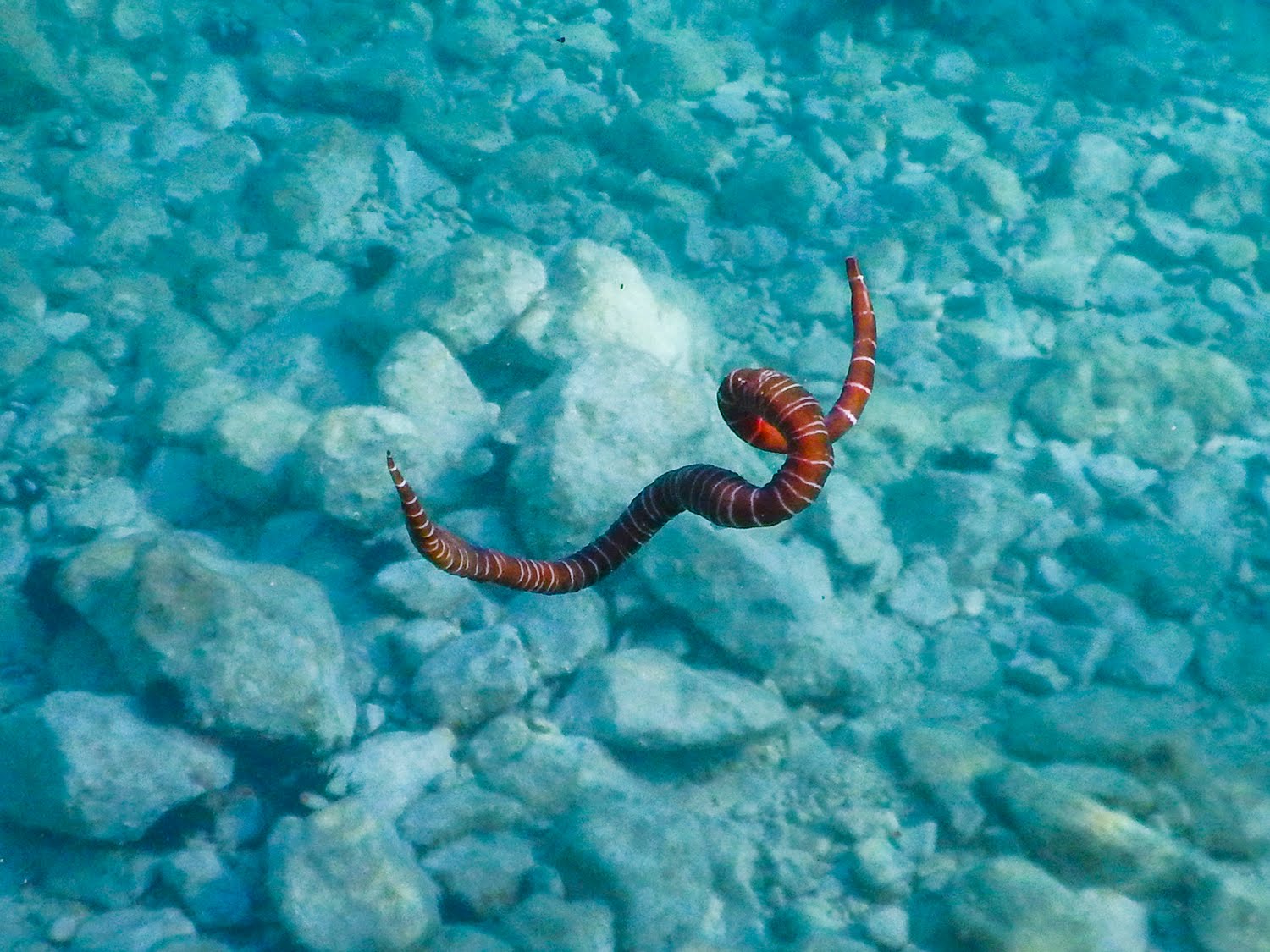 Sašo Korošec: 2016-11-20