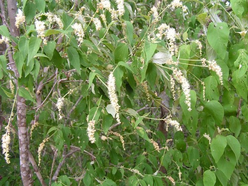 Maleza de Hoja ANCHA ~ Agronutrientes
