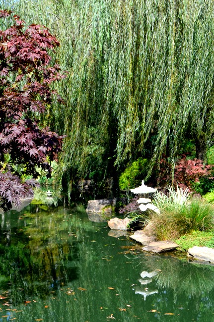 wanderlust ATLANTA: Japanese Maple Tree Magnificence