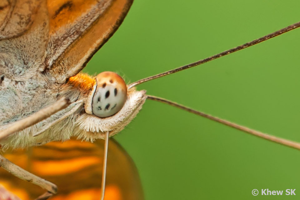 Butterflies of Singapore: The Butterfly Labial Palps