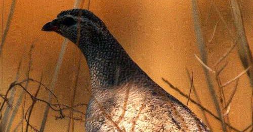 See-see partridge | Birds of India | Bird World