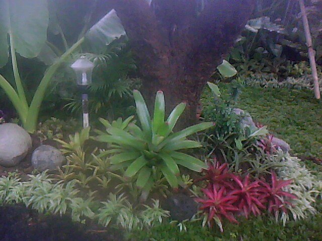LOKASI YANG COCOK UNTUK BROMELIA ~ SINOX NURSERY