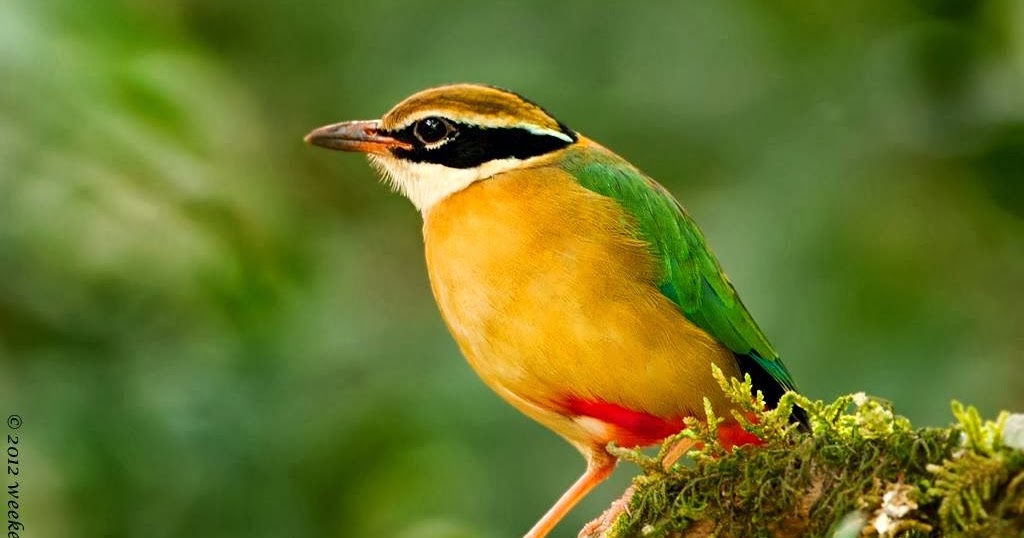 AWICHCHIYA: AWICHCHIYA-