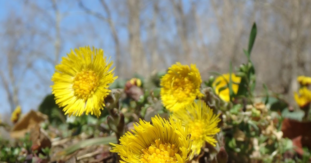 Western Pennsylvania Botany: April Field Season Begins to Take Off