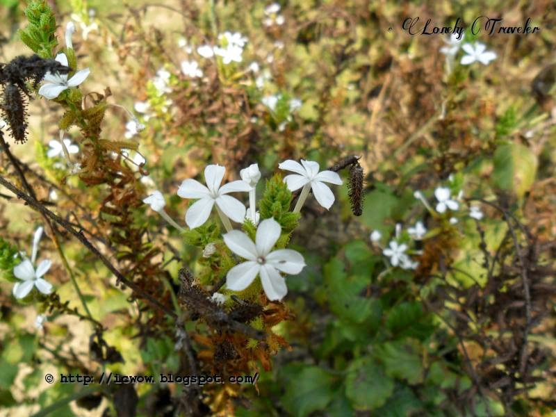 White Leadwort(চিত্রা ফুল) - Plumbago zeylanica