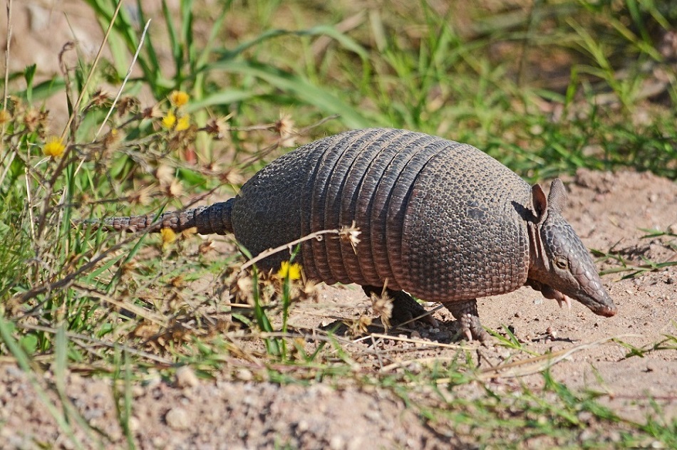 Argentina nativa: Mulita orejuda (Dasypus hybridus)