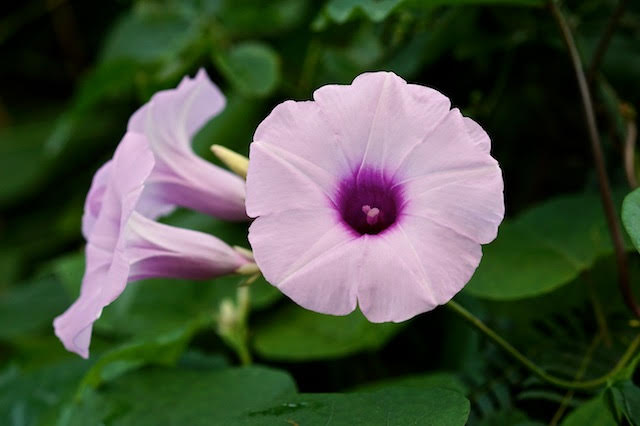 Flora de Puerto Rico Ilustrada Papo Vives: Convolvulaceae Ipomoea ...