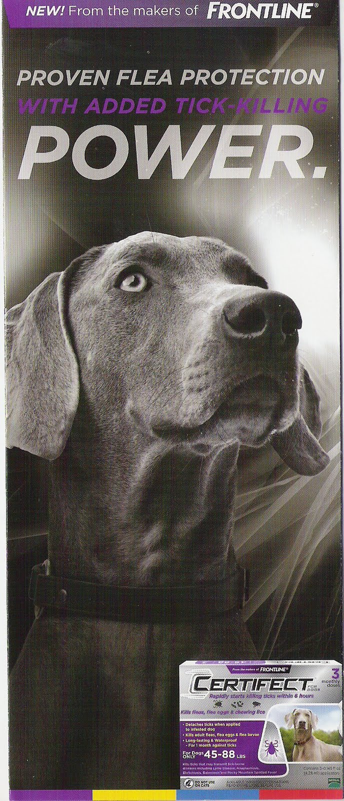 Grayhart Weimaraners: Certifect: Cover Girl Jam