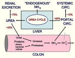 Blood urea nitrogen:Nursing Care Plan - Nursing Pedia
