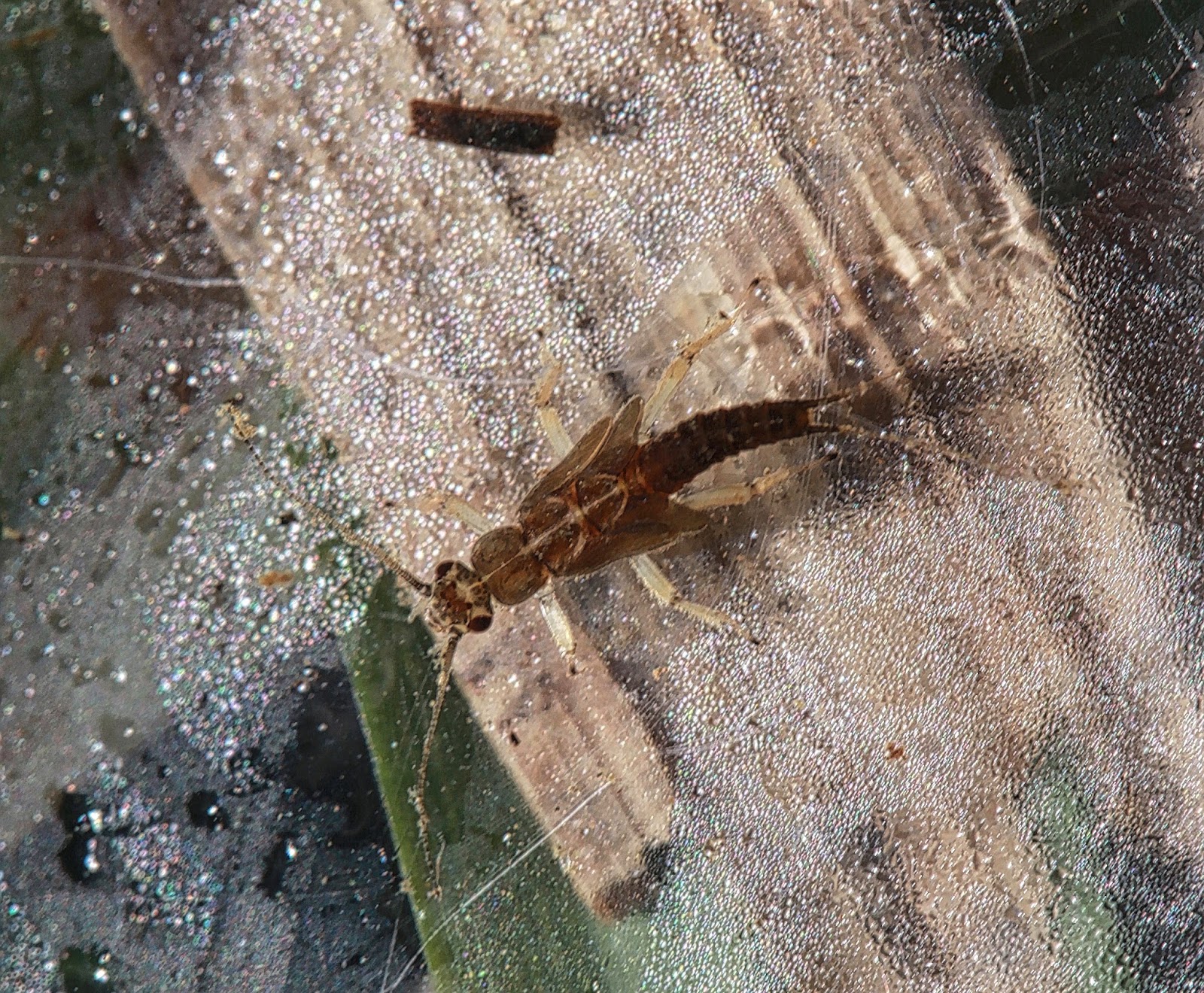 Aquatic Insects of Central Virginia: February 2017