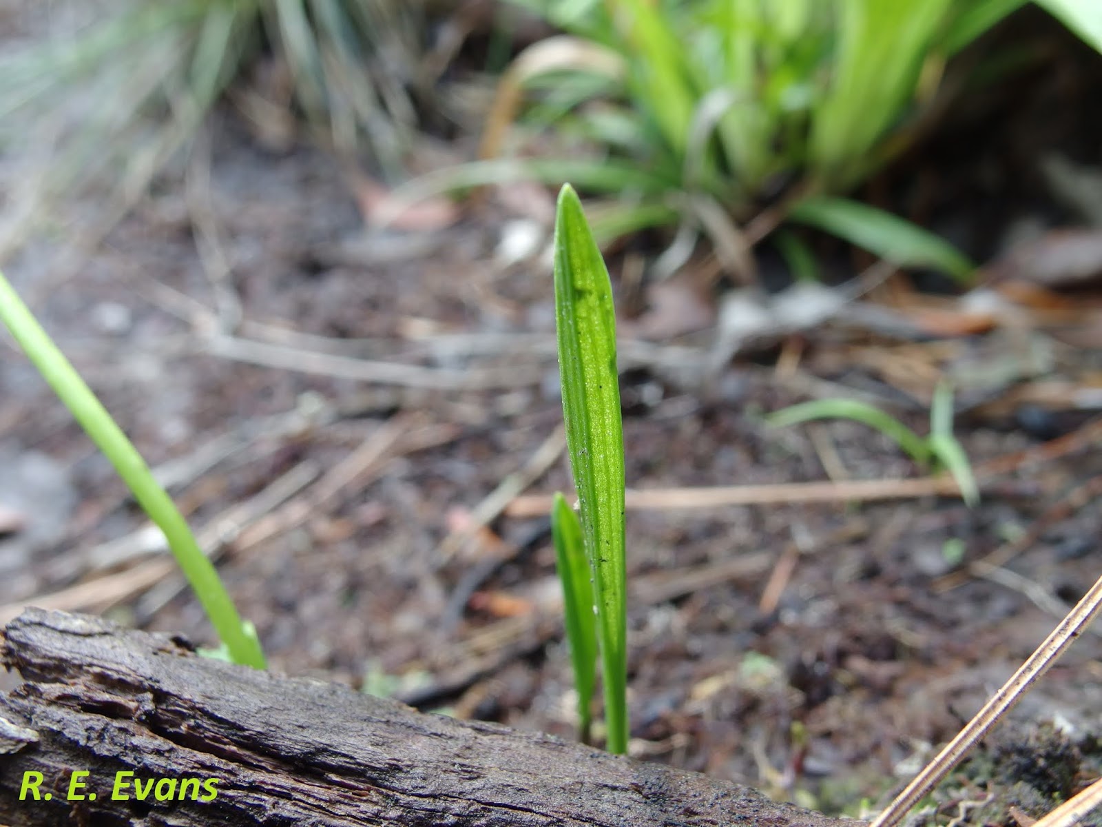 NC Plant Conservation & Beyond: Lost & Found: Bog Rose