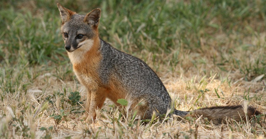 Friends of the Island Fox: Channel Island Fox Update 2016