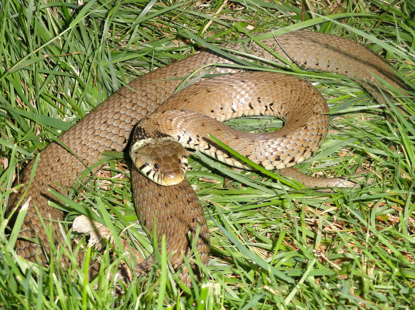 Chateau Moorhen..... goes south!: Summer (and a snake!)
