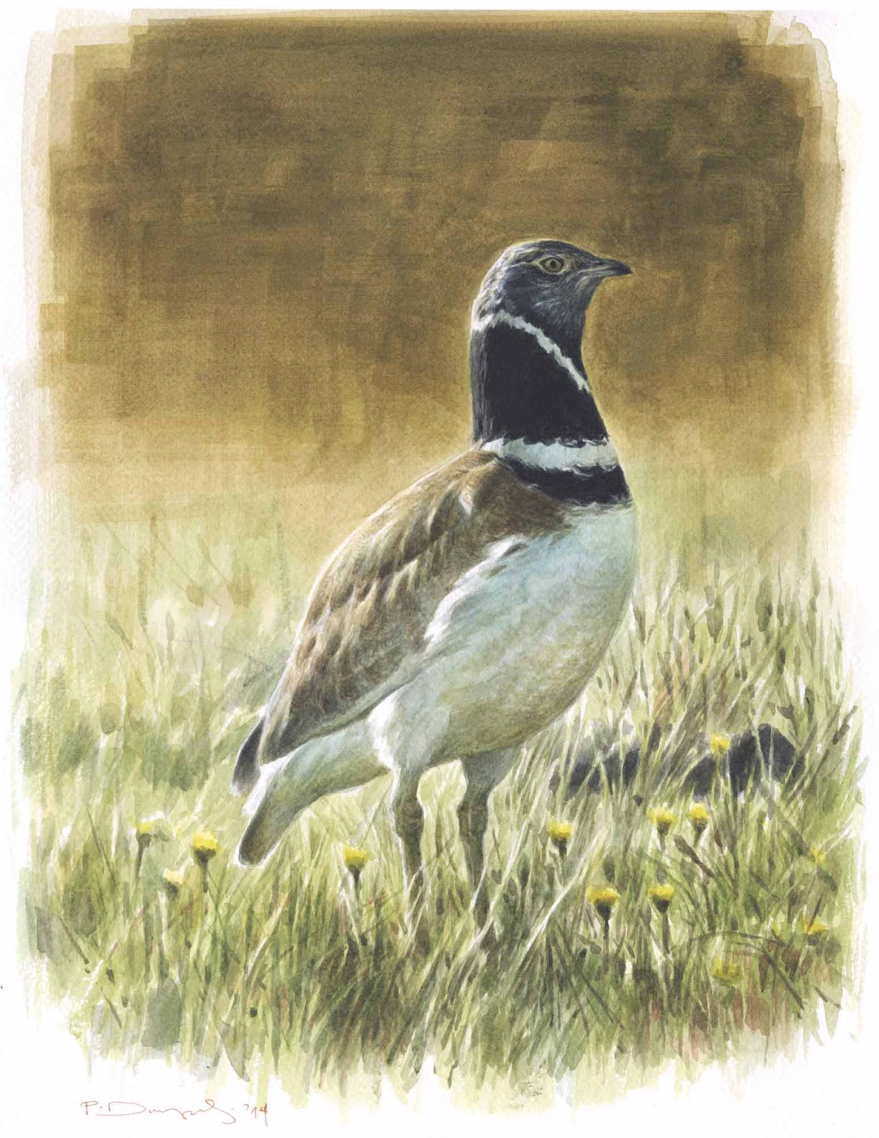 LITTLE BUSTARD- studies and final painting