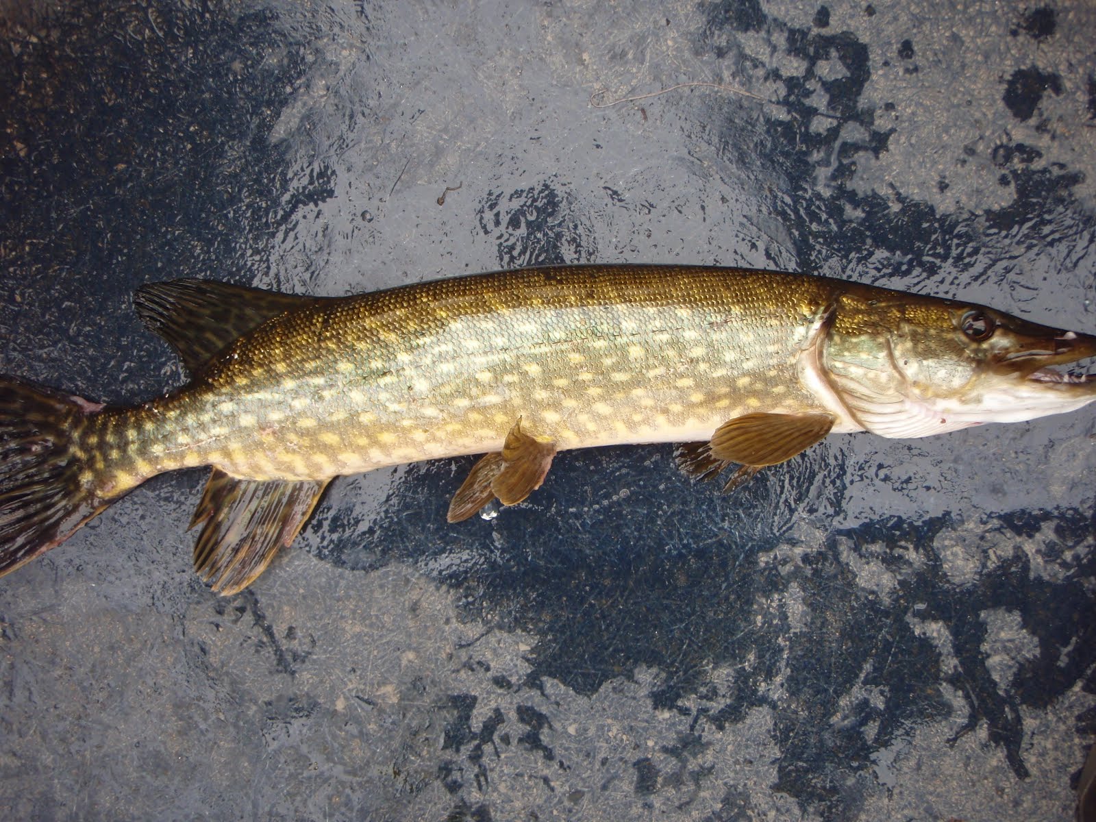 Scottish Fishing Guide: Pike Fishing Guide Loch Lomond