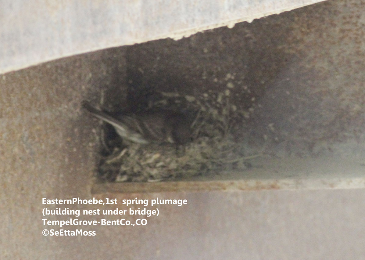 Eastern Phoebes building nest