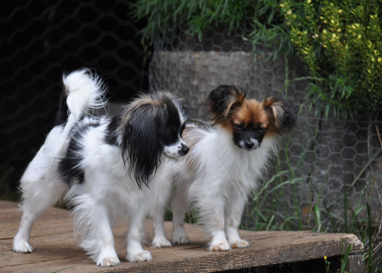 Road's End Papillons : Available Papillon, Available Phalene