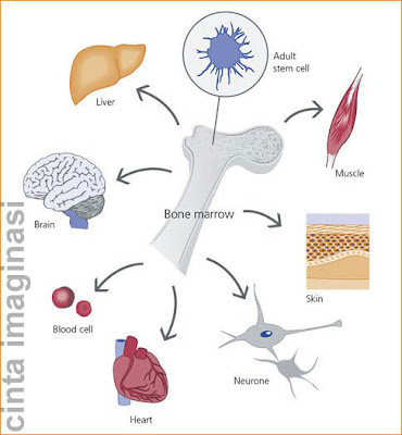 Sel Stem Gantikan Sel Jantung - CiLiFES