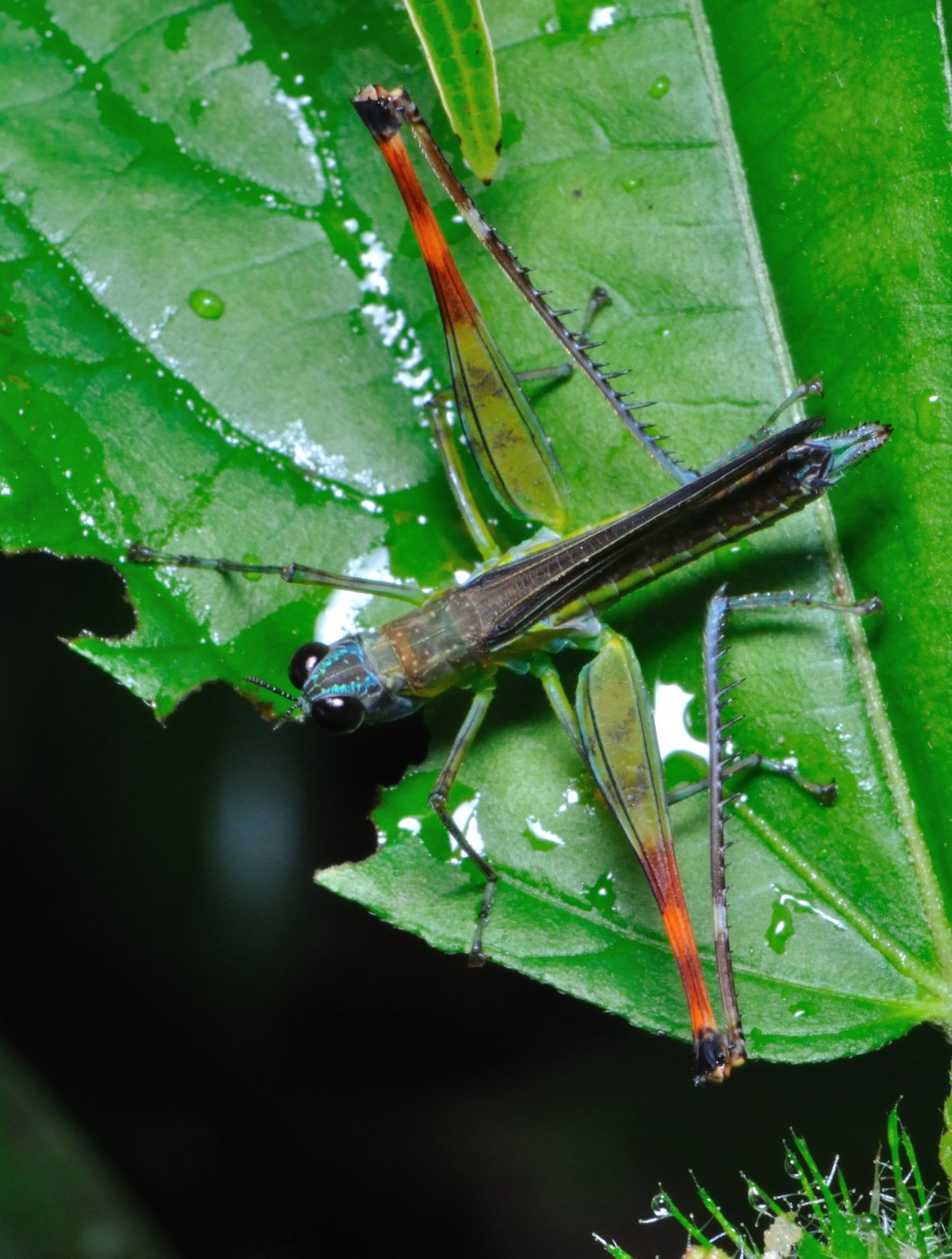 Monkey Grasshopper | the pace of nature