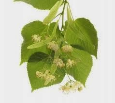 Mi Ser Cordial : El Tilo atrae el 'Buen dormir' alejando el 'Insomnio'