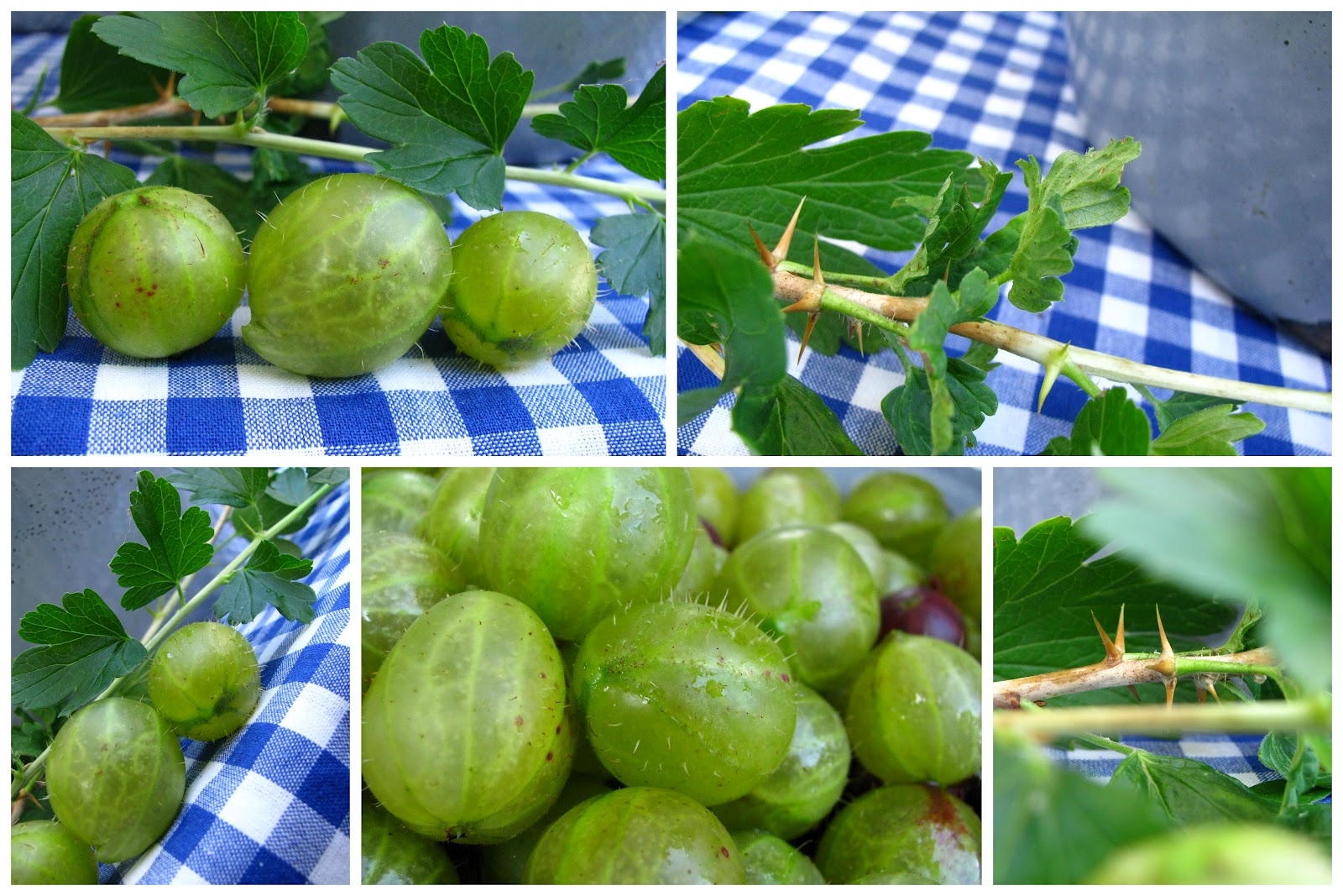 Hoorn Des Overvloeds: Kruisbessen