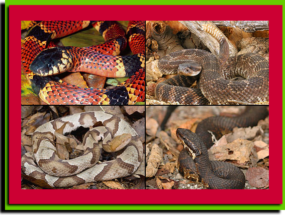 Animales venenosos: Todo sobre animales venenosos