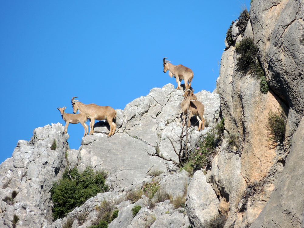 EL NATURALISTA: FAUNA EN NUESTRAS MONTAÑAS