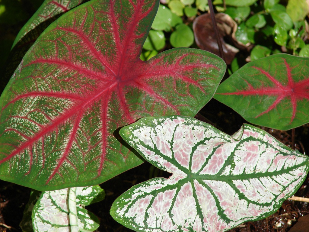 Caladium bicolor | Pustaka Flora | Database Tanaman Landscape