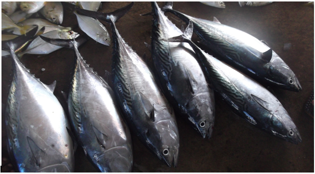 NEGOMBO SEAFOODS: ATAWALLA