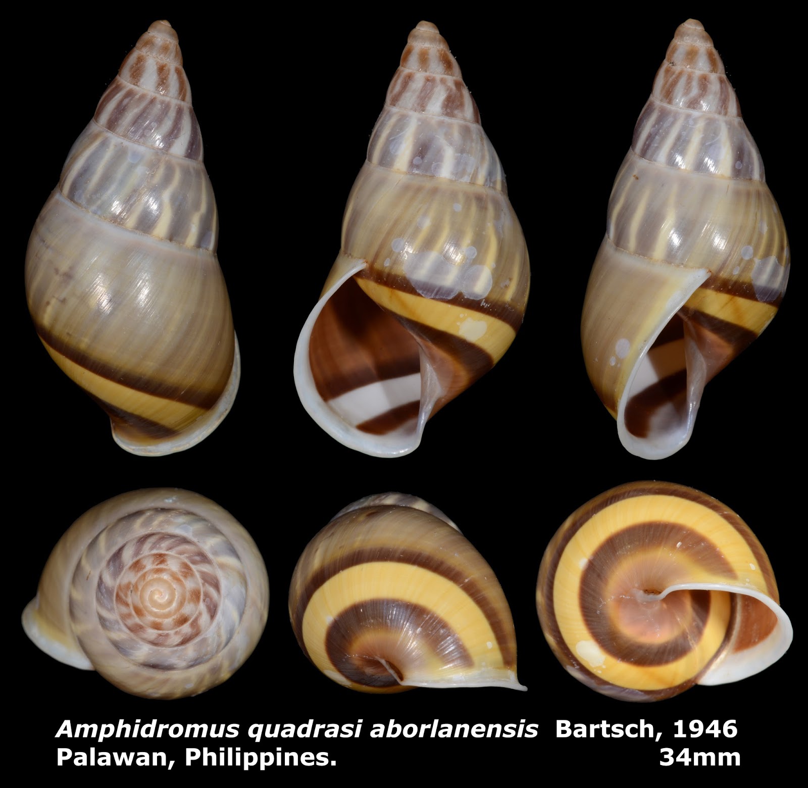 Dr. Lee's Gallery Museum: Amphidromus quadrasi aborlanensis 34 to 37.2mm