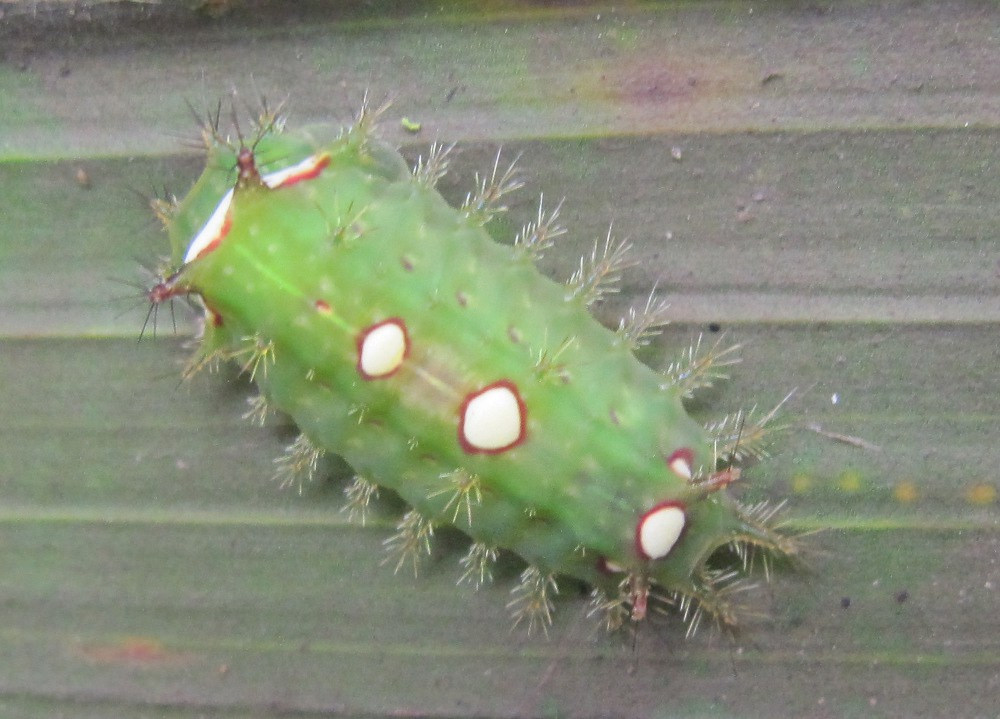 Membangun Perkebunan Kelapa Sawit: Hama Ulat Api Birthamula chara swinhoe