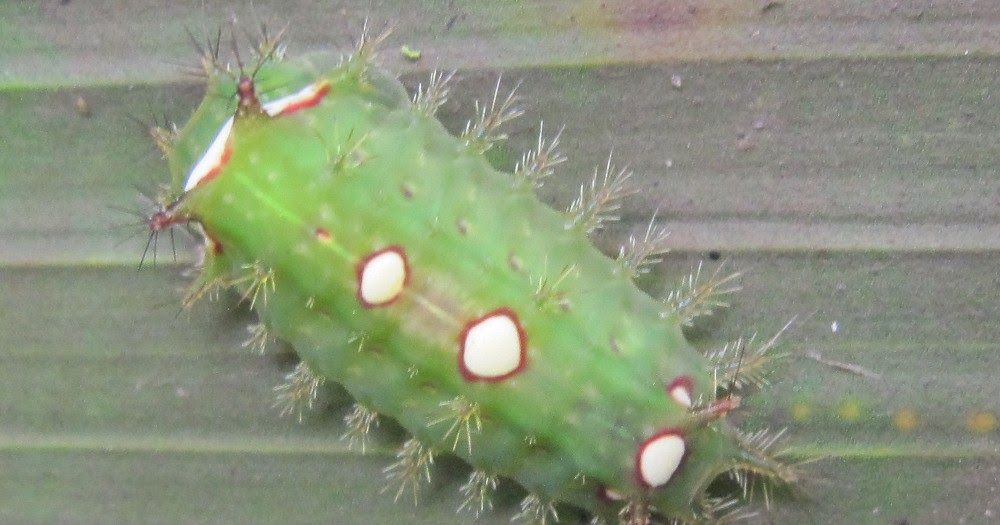 Membangun Perkebunan Kelapa Sawit: Hama Ulat Api Birthamula chara swinhoe