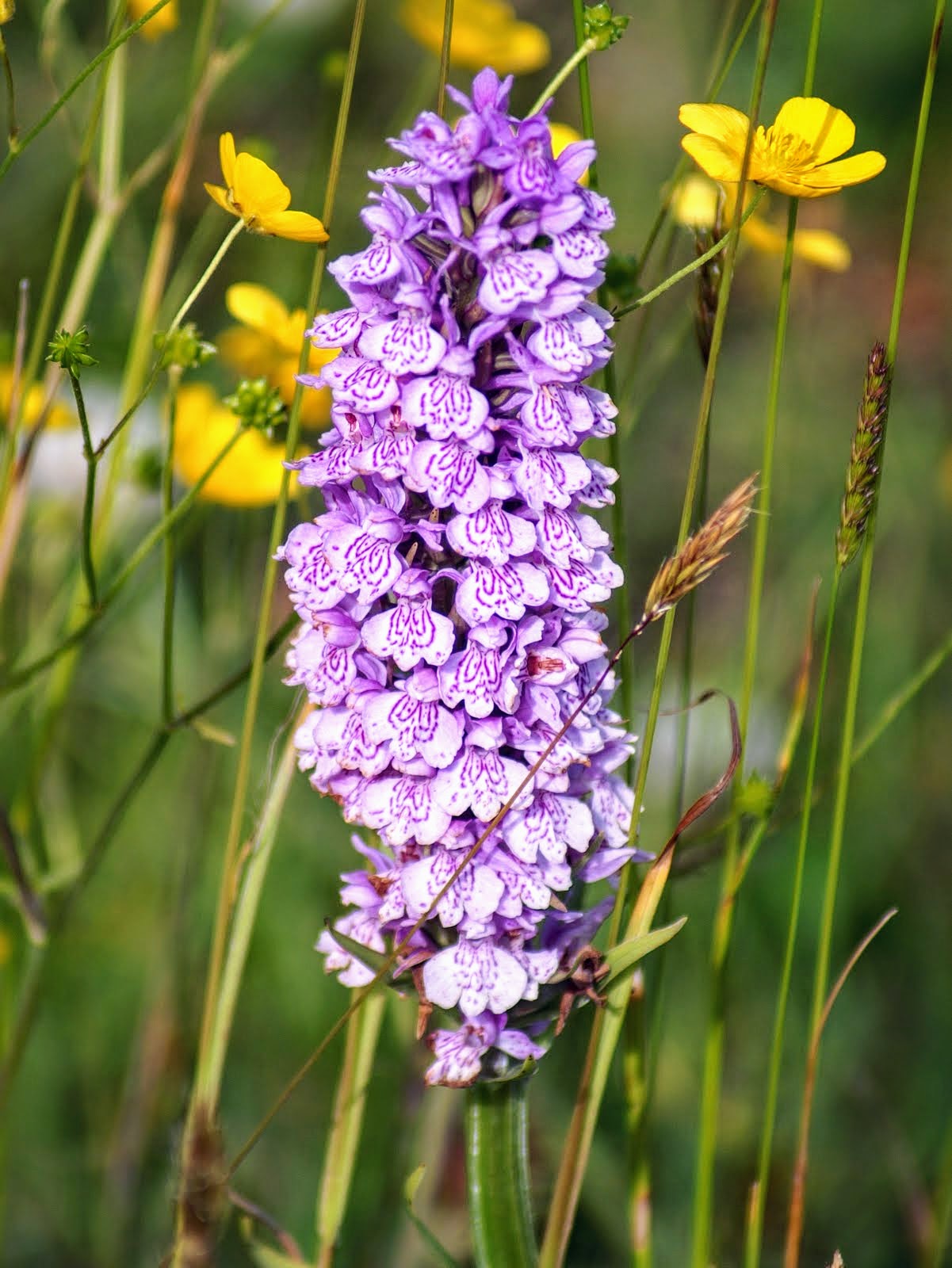 The View from Sliabh Mannan: British Orchids
