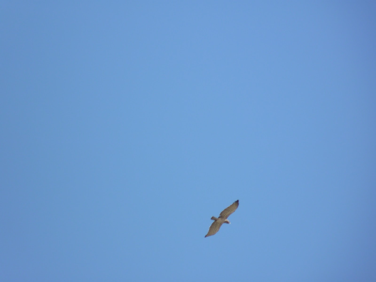 Ubrique en verde: El vuelo del ¿gavilán?
