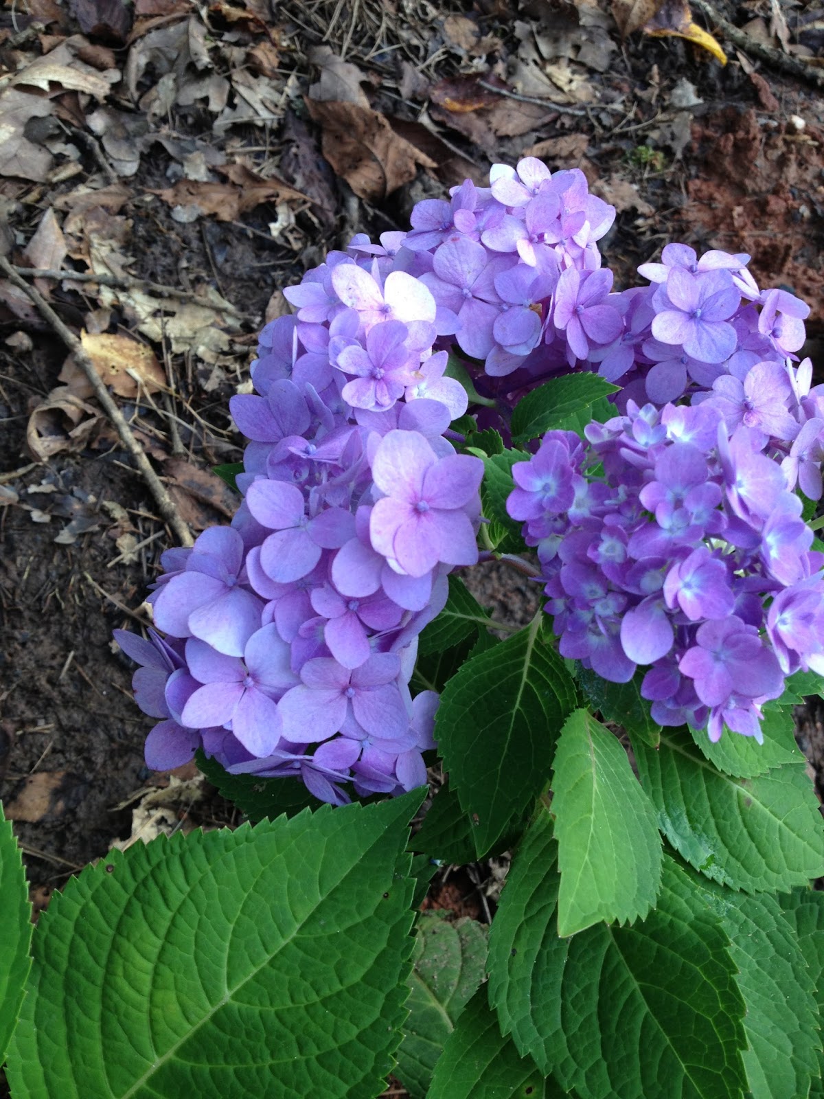 Confections from the Cody Kitchen: Anyone still home?
