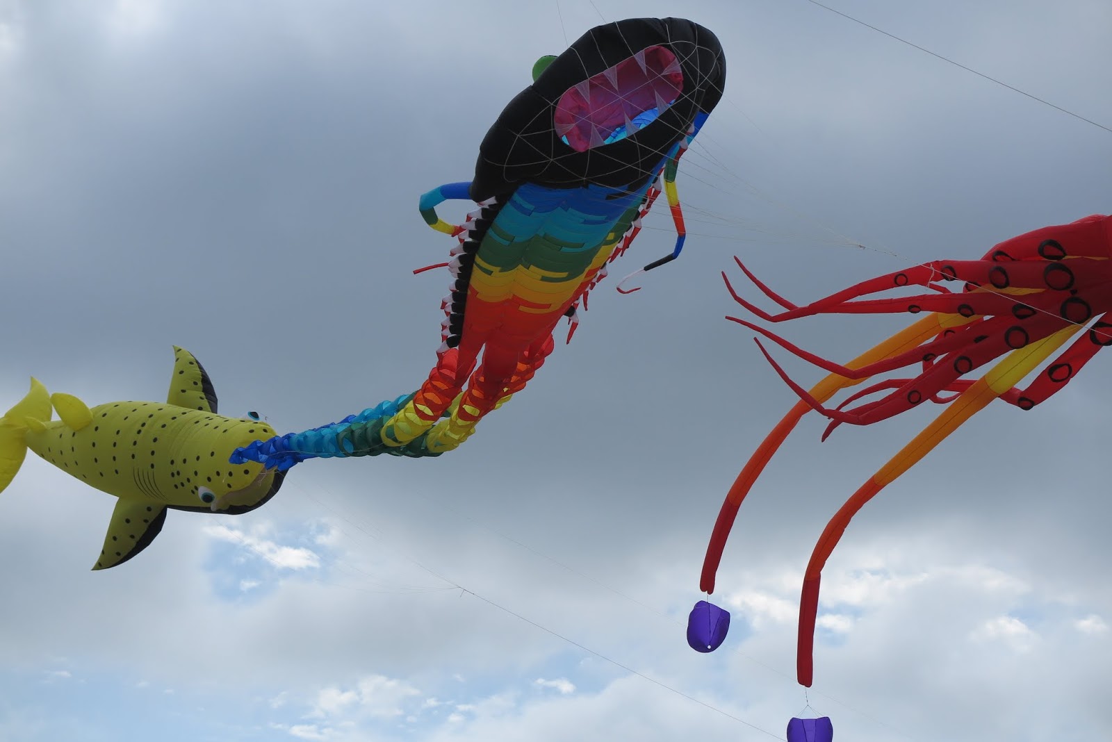 MORNINGTON PENINSULA DAILY: flying colours...