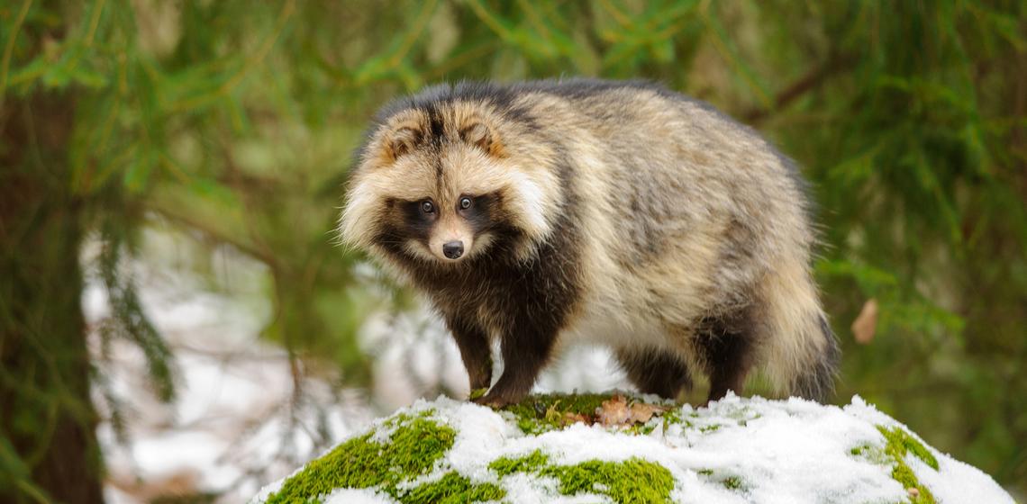 11 curiosidades del tanuki - Academia Japonia