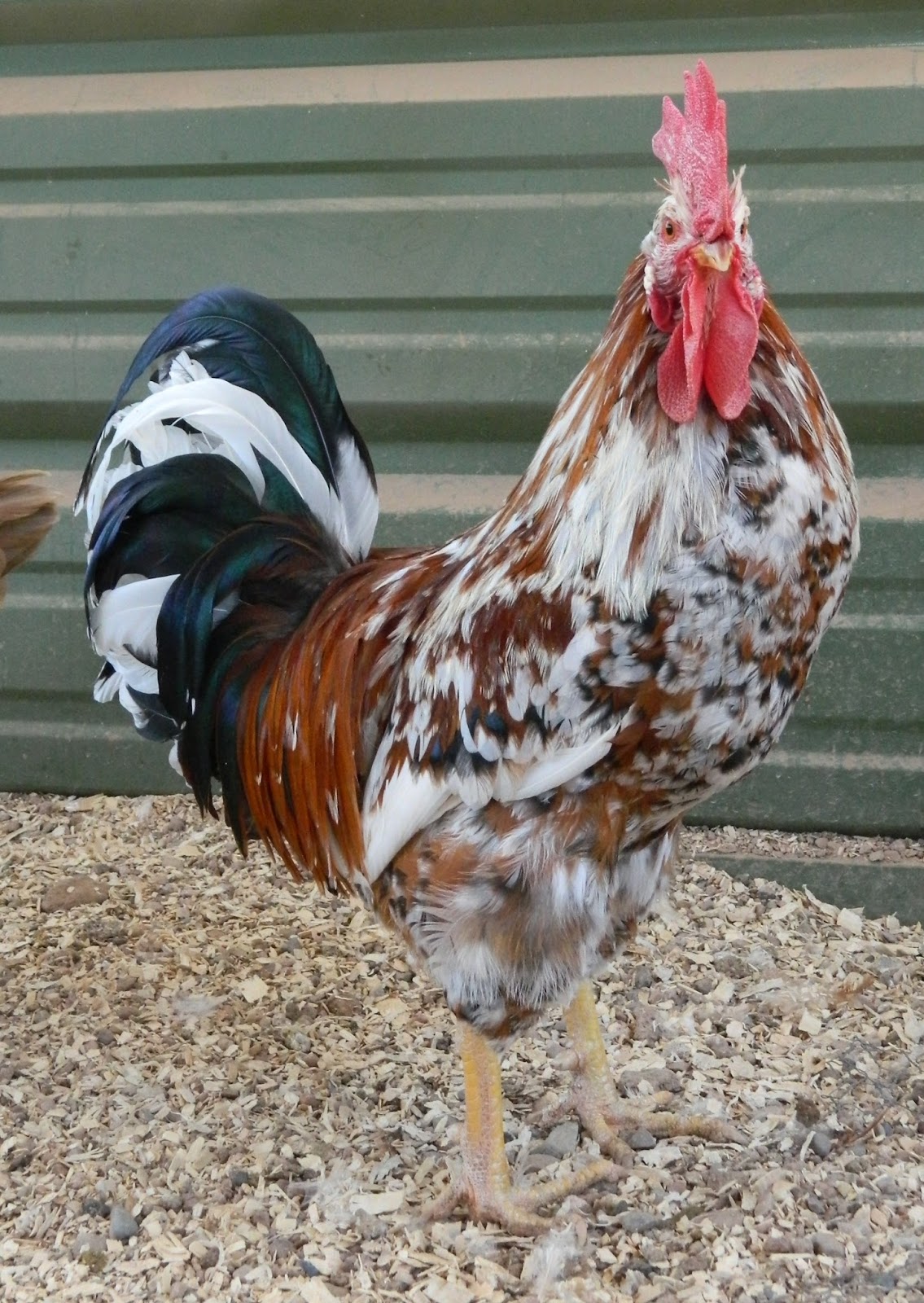 Aloha Chickens: Rooster Review