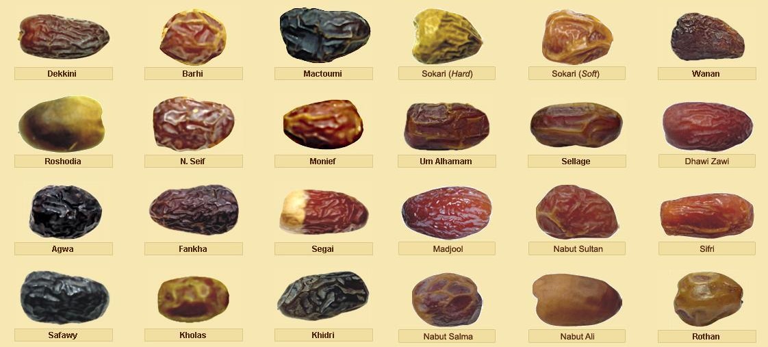 BORNEO DATE PALM: Mengenal Jenis-Jenis Kurma