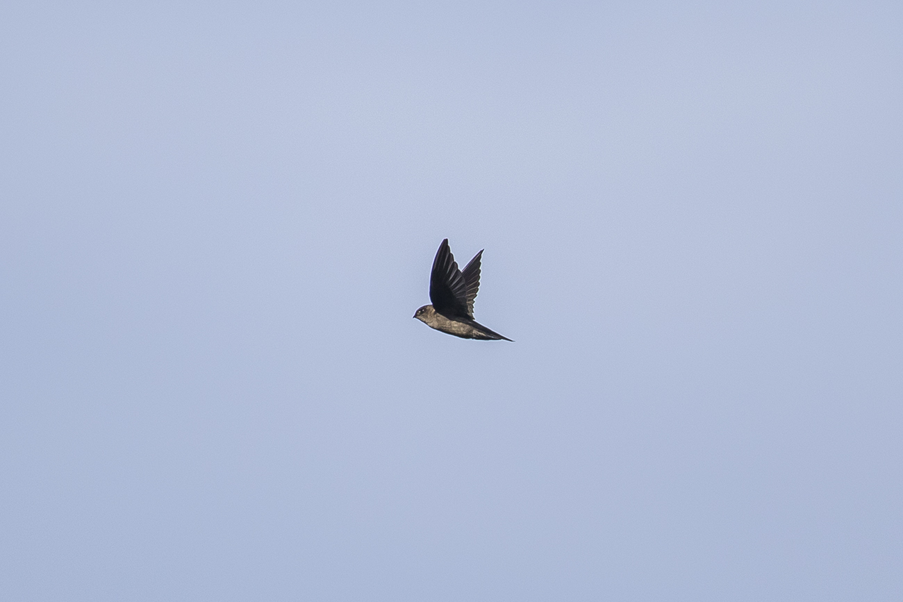 As The Crow Flies - a Hong Kong Birding Blog: Philippines - Palawan ...