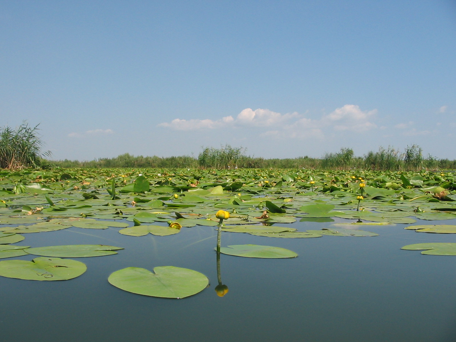 Mandru ca sunt roman: Frumusetile patriei - IV - Delta Dunarii