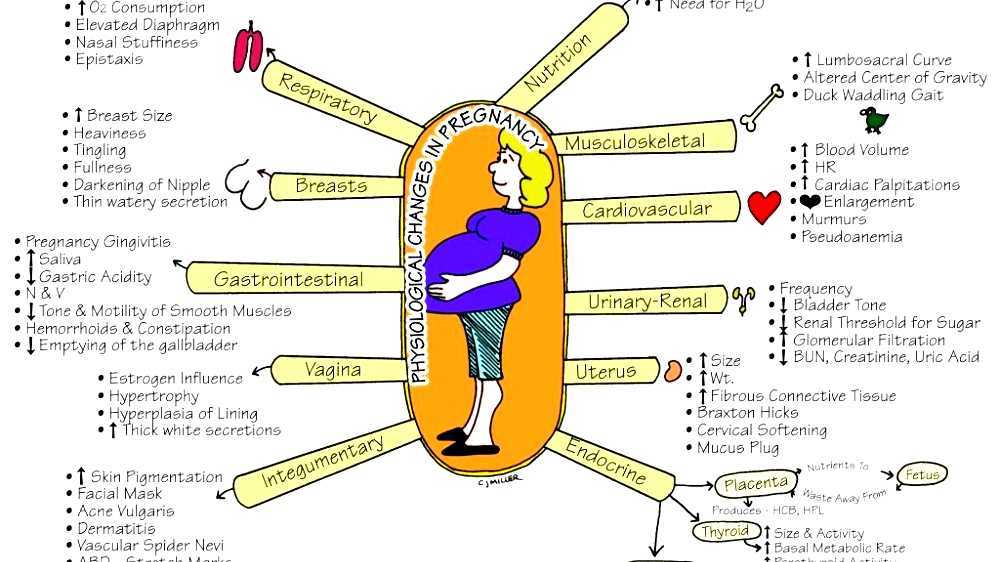 Maternal Physiological Changes In Pregnancy maternal-physiological-changes-in-pregnancy