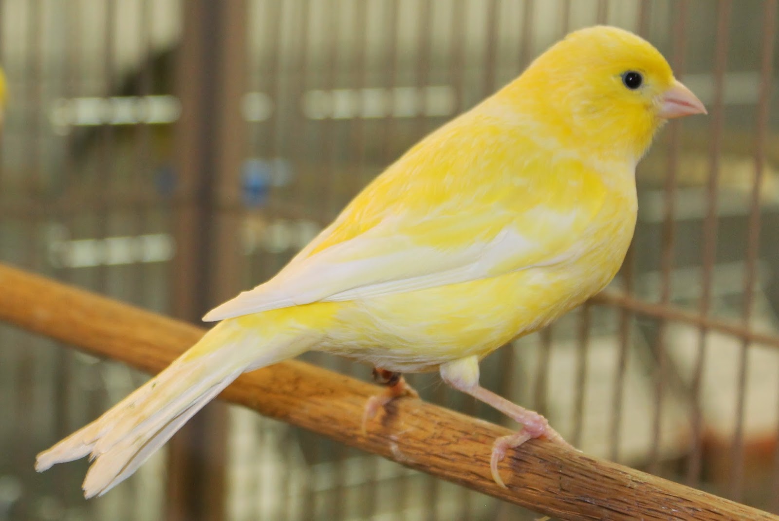 Burung Kenari - Burung