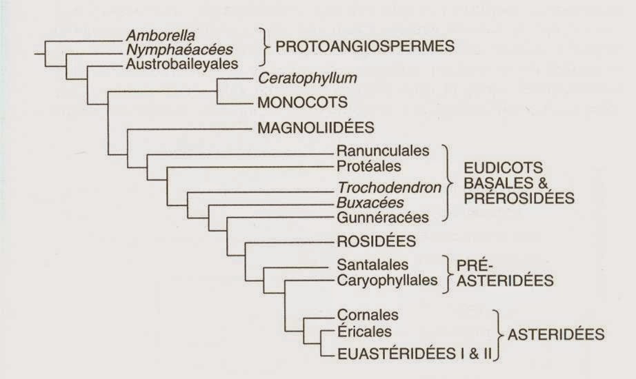Embranchement des Angiospermes ou Plantes à ovaires ~ ecologie ...