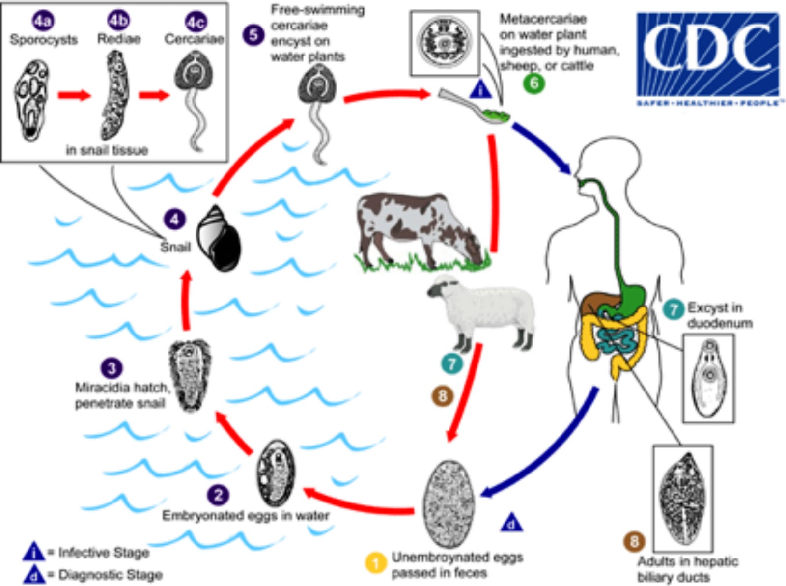 Rama Microbiology: Trematodes