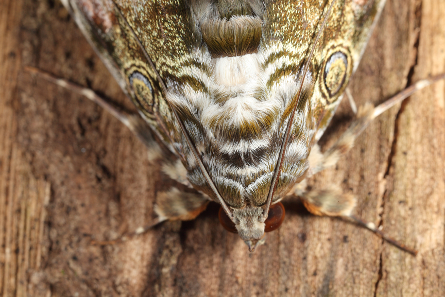 BunyipCo: A Few Nice Moths