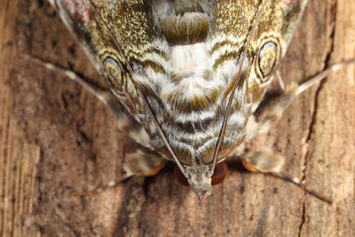 BunyipCo: A Few Nice Moths